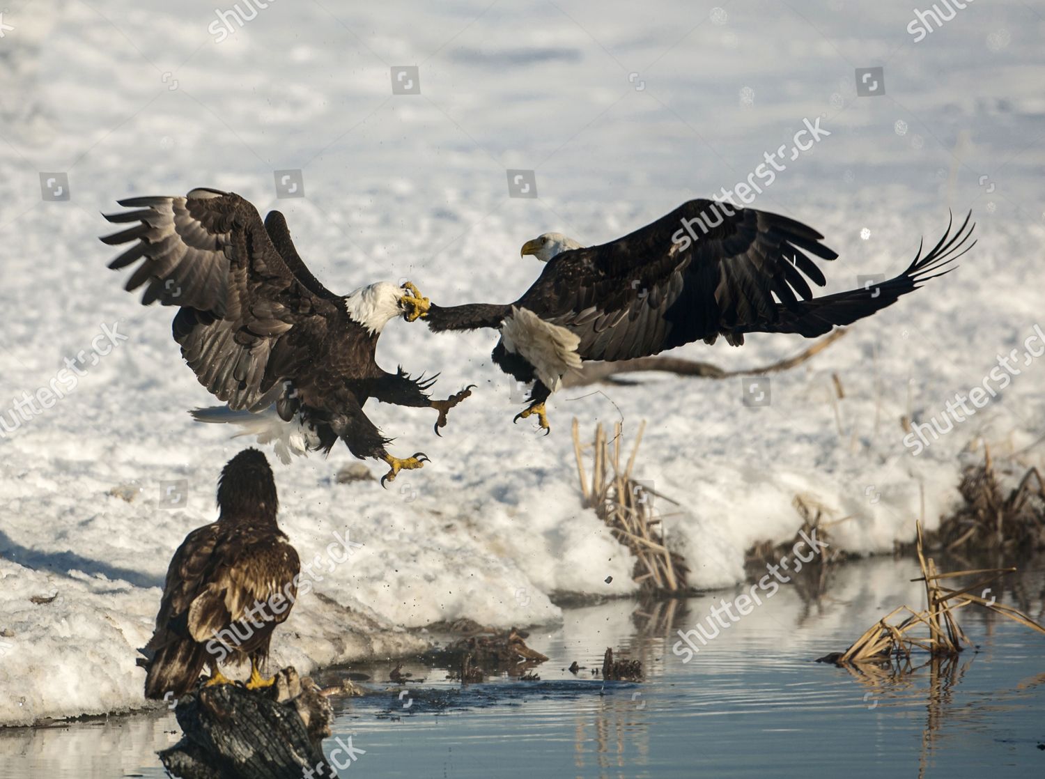 One Eagle Grabs Others Face They Editorial Stock Photo - Stock Image ...