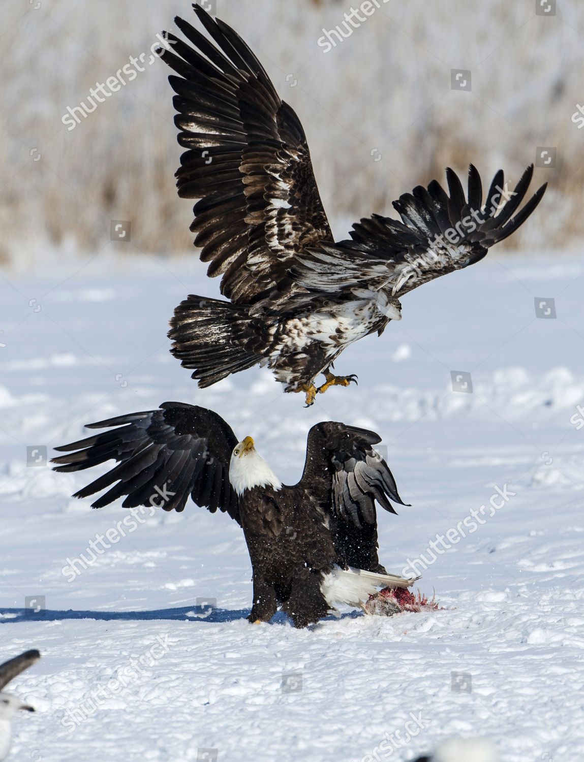 Eagles Fight Over Fish Editorial Stock Photo - Stock Image | Shutterstock