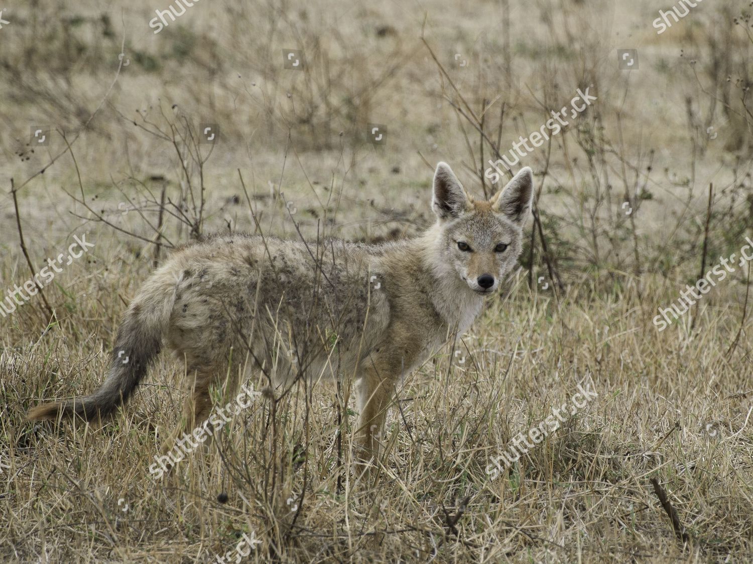 Golden Jackal Known Common Jackal Asiatic Editorial Stock Photo - Stock ...