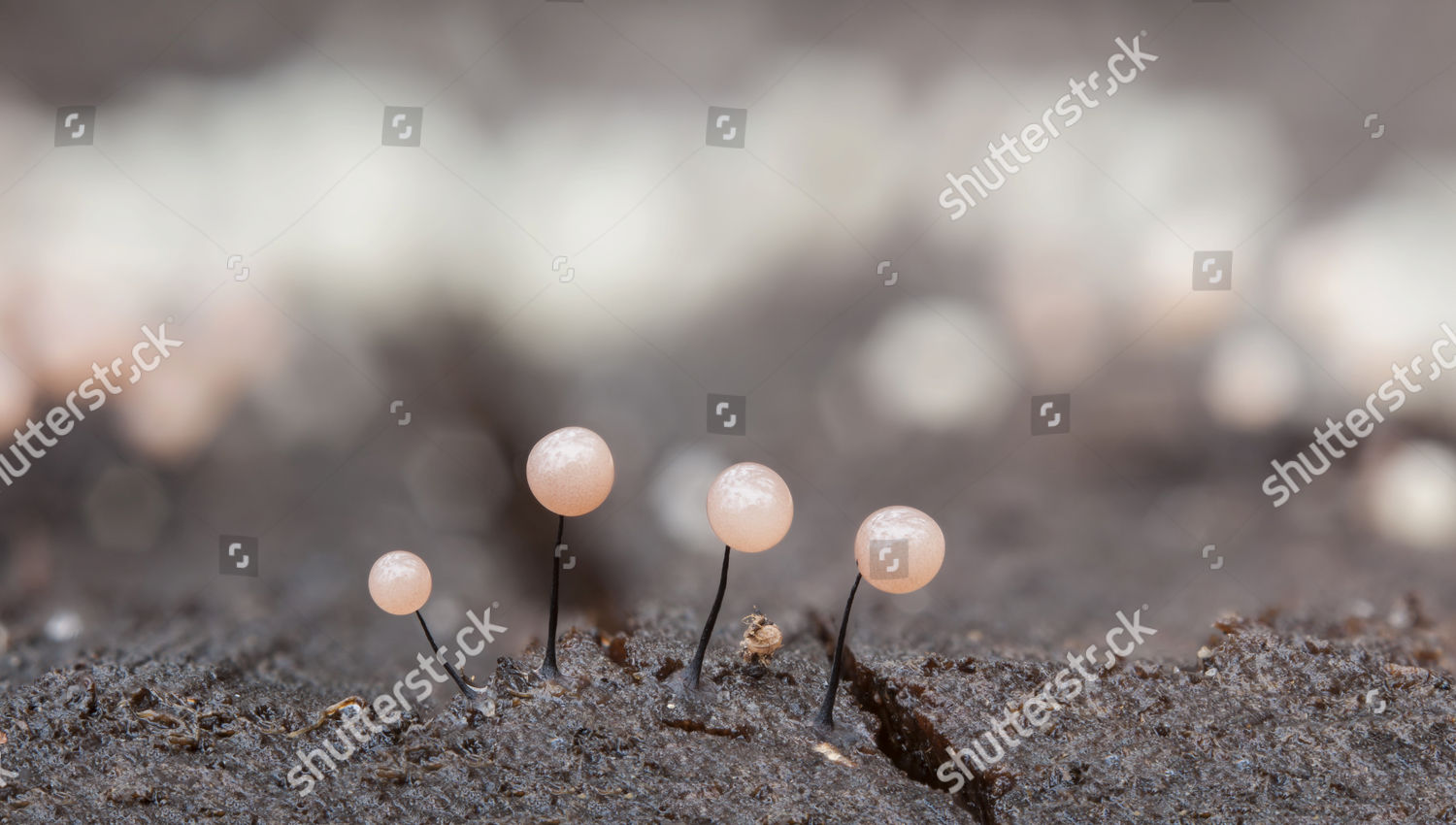 Slime Mould Comatricha Nigra Growing On Editorial Stock Photo - Stock ...