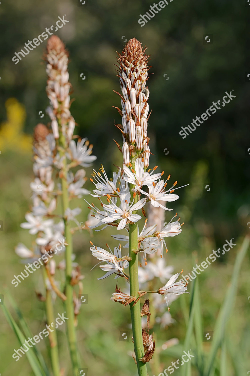 White Asphodel Asphodelus Albus Provence Southern Editorial Stock Photo ...