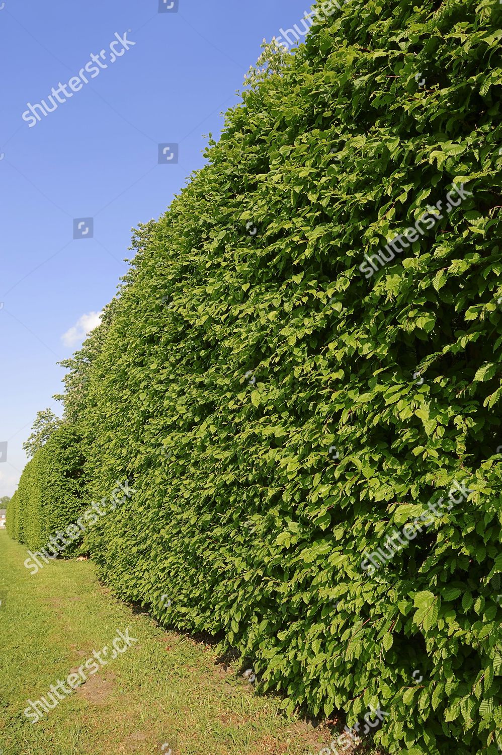 Common Hornbeam Carpinus Betulus Hedge North Editorial Stock Photo ...