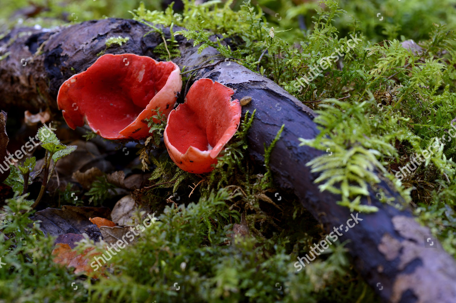 Scarlet Elf Cup Scarlet Elf Cap Editorial Stock Photo - Stock Image ...