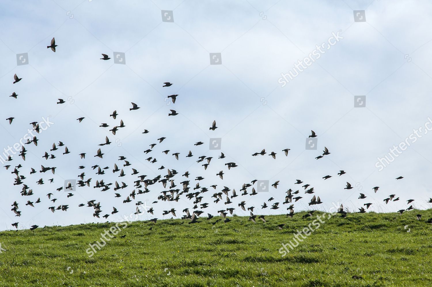 Common Starlings Sturnus Vulgaris Gathering Migrate Editorial Stock ...