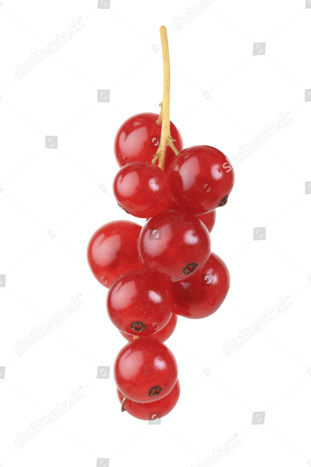 Red Currants Rovanda Variety Editorial Stock Photo - Stock Image ...