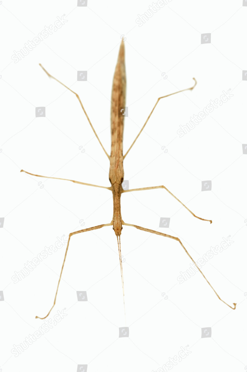 Pink Winged Stick Insect Sipyloidea Sipylus Editorial Stock Photo ...