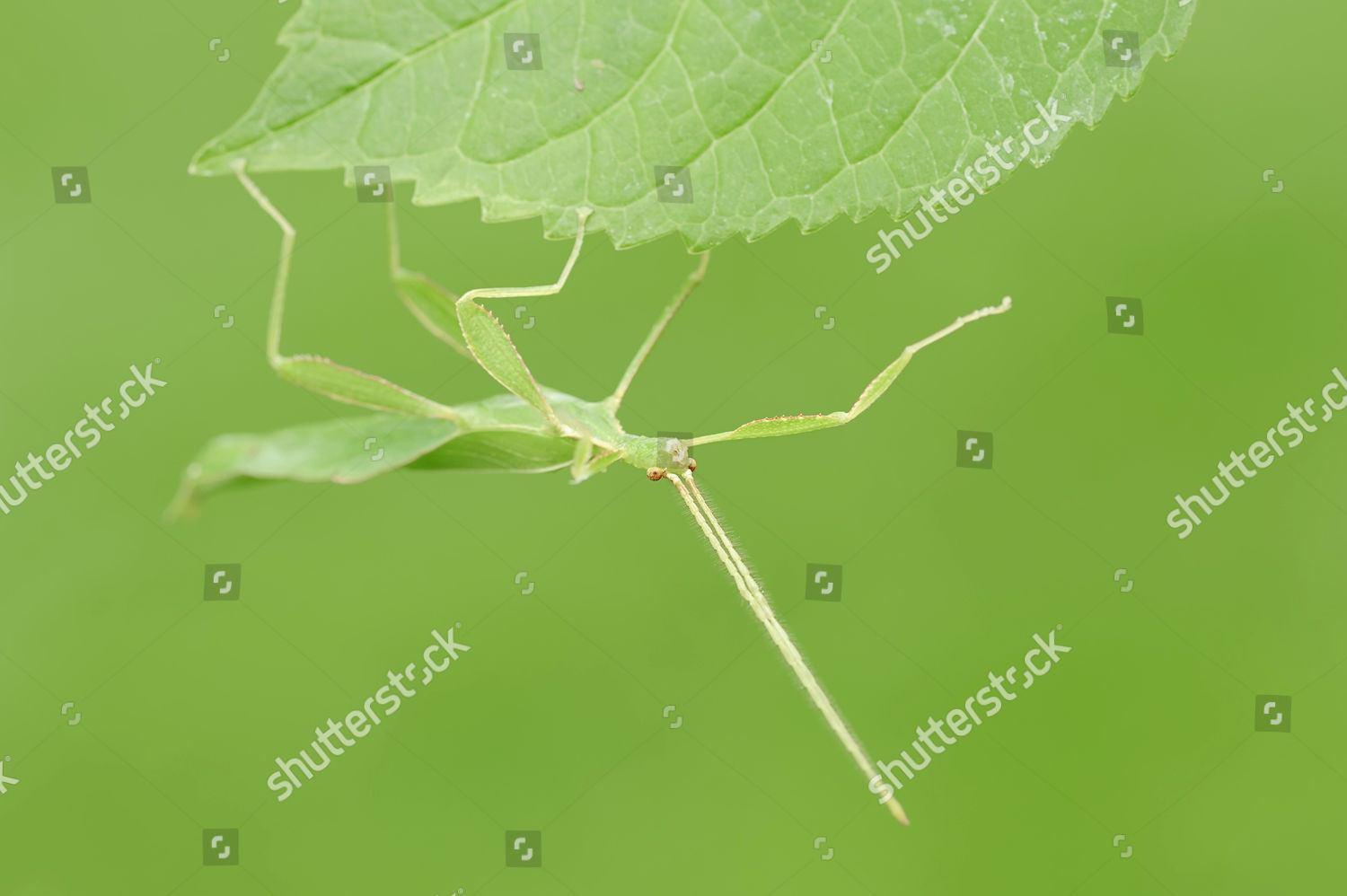 Leaf Insect Phyllium Philippinicum Phyllium Siccifolium Editorial Stock ...