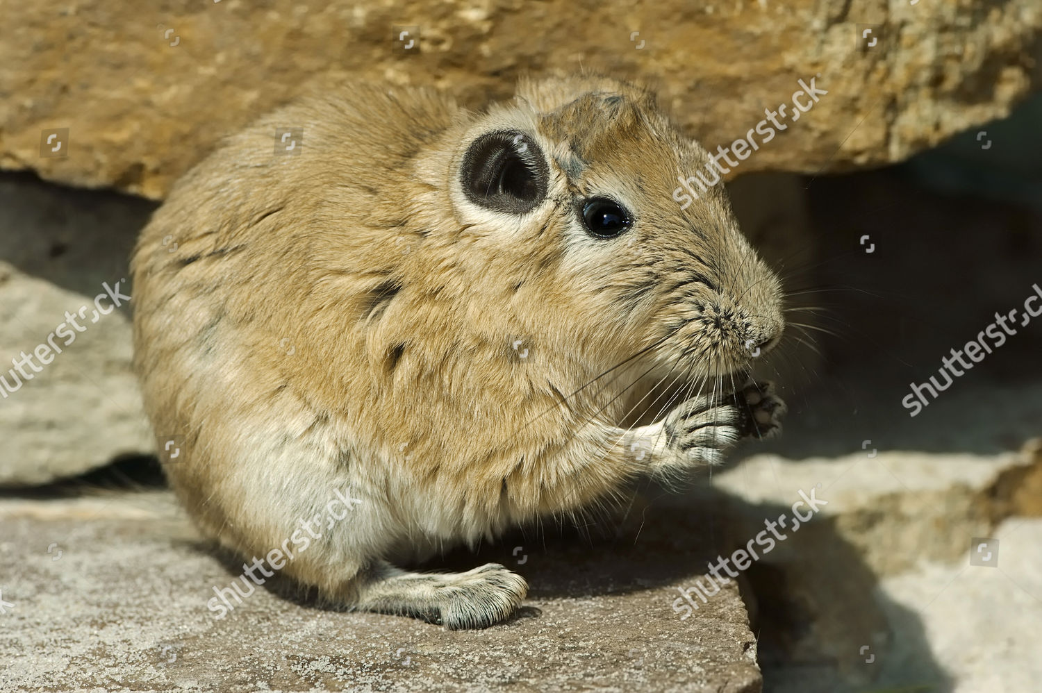 Common Gundi Ctenodactylus Gundi Native North Editorial Stock Photo ...
