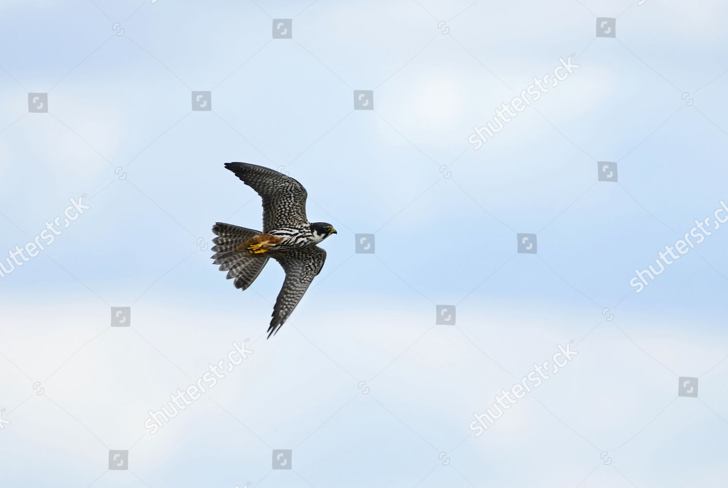 Hobby Falco Subbuteo Hunting Lakenheath Rspb Editorial Stock Photo ...
