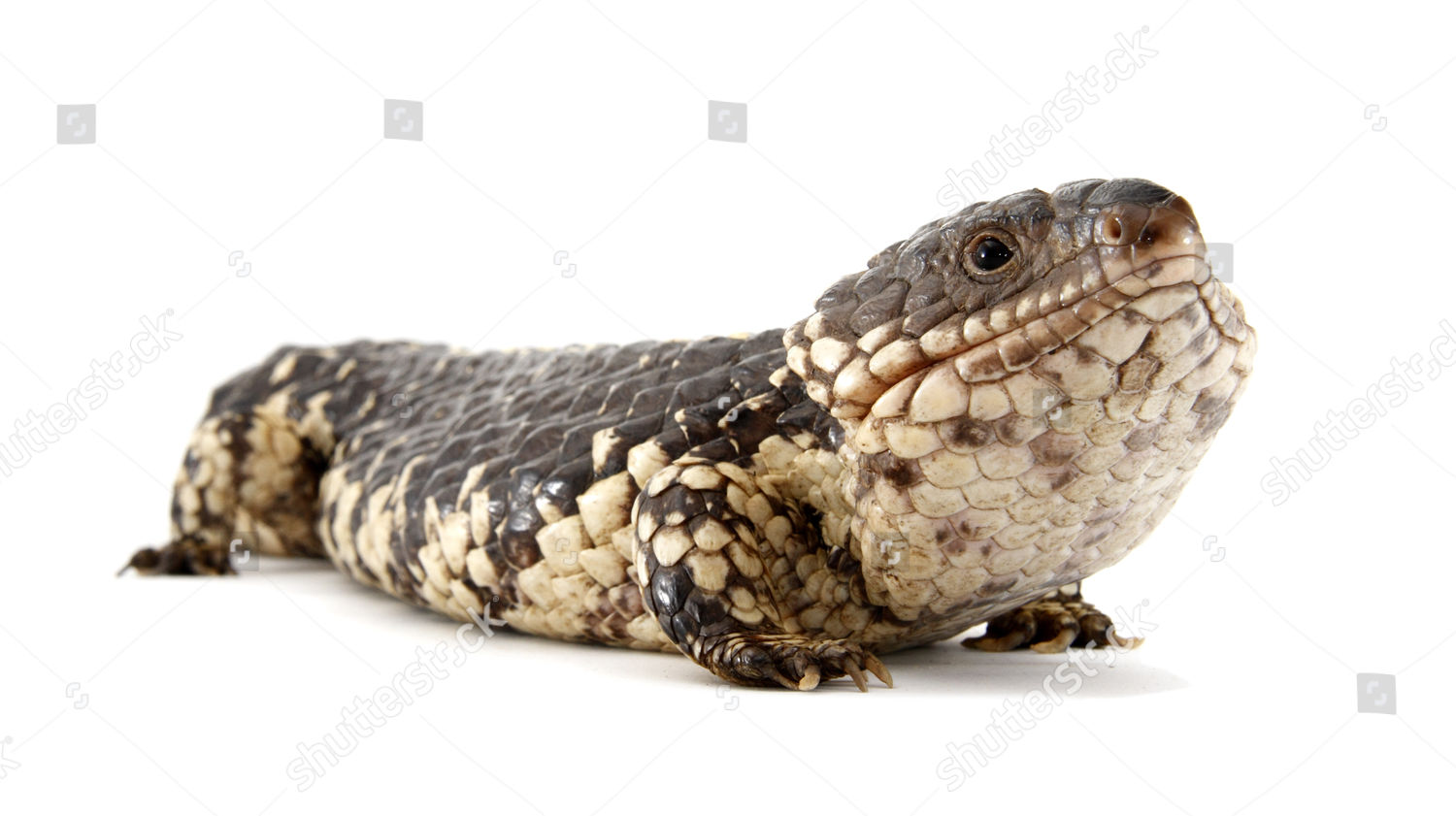 Shingleback Lizard Bobtail Tiliqua Rugosa Editorial Stock Photo - Stock ...