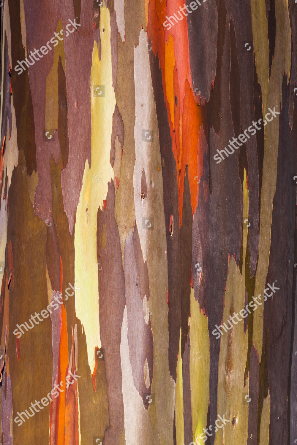 Coloured Bark Eucalyptus Tree Eucalyptus Sp Editorial Stock Photo ...