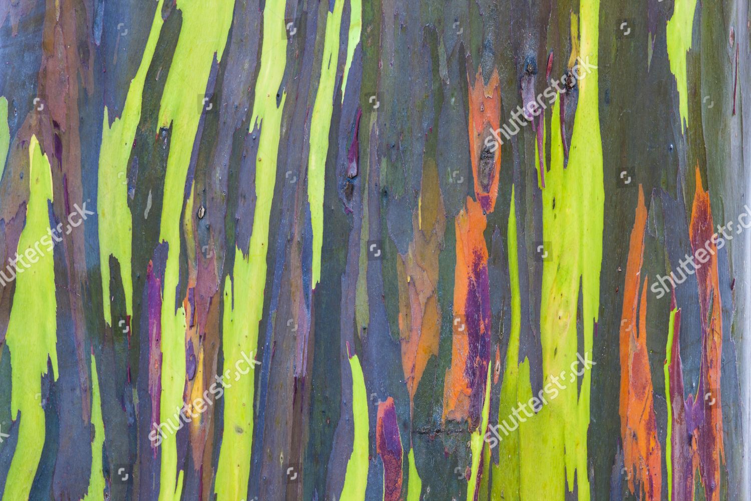 Coloured Bark Eucalyptus Tree Eucalyptus Sp Editorial Stock Photo ...