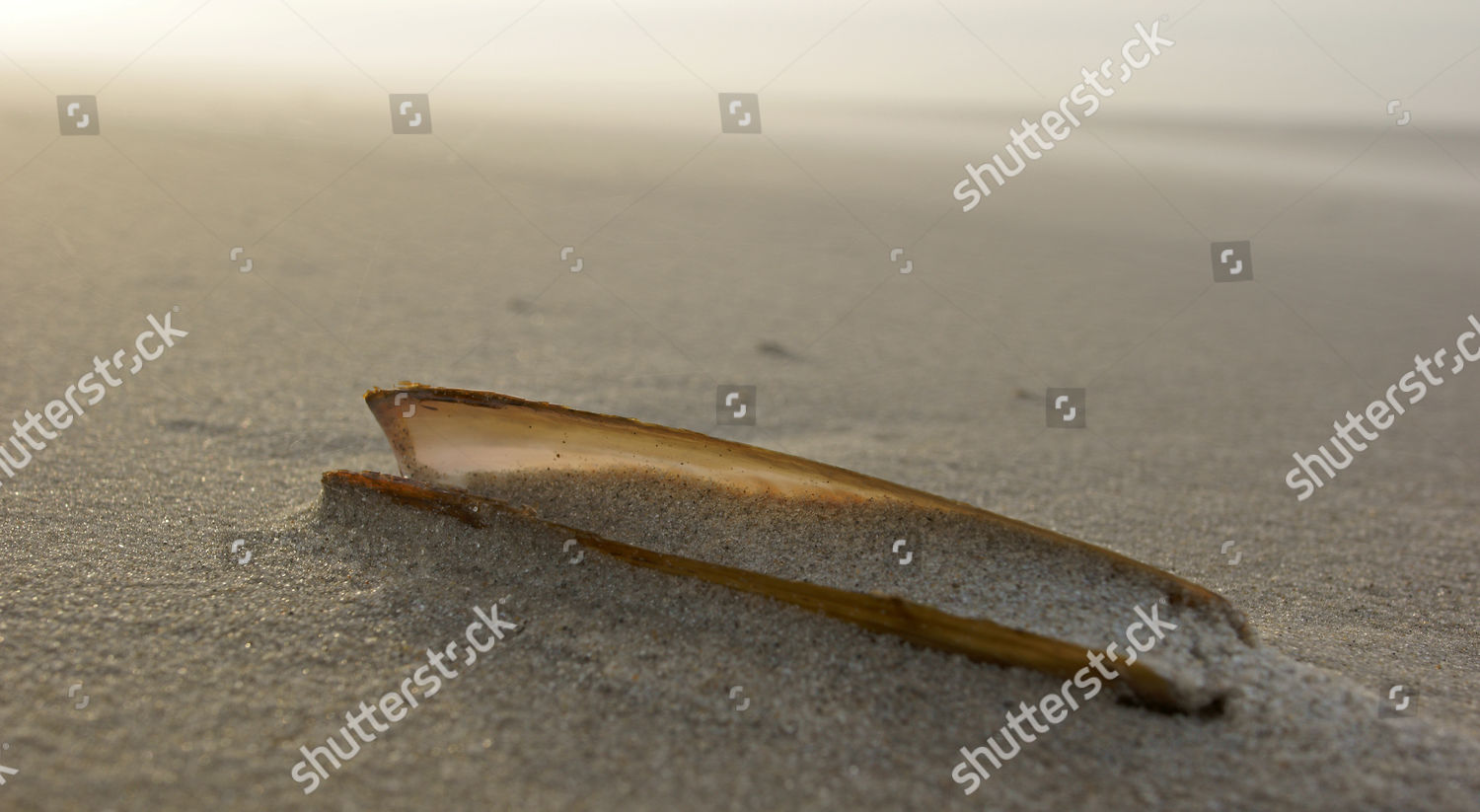 Shell Sword Razor Clam Ensis Ensis Editorial Stock Photo - Stock Image ...
