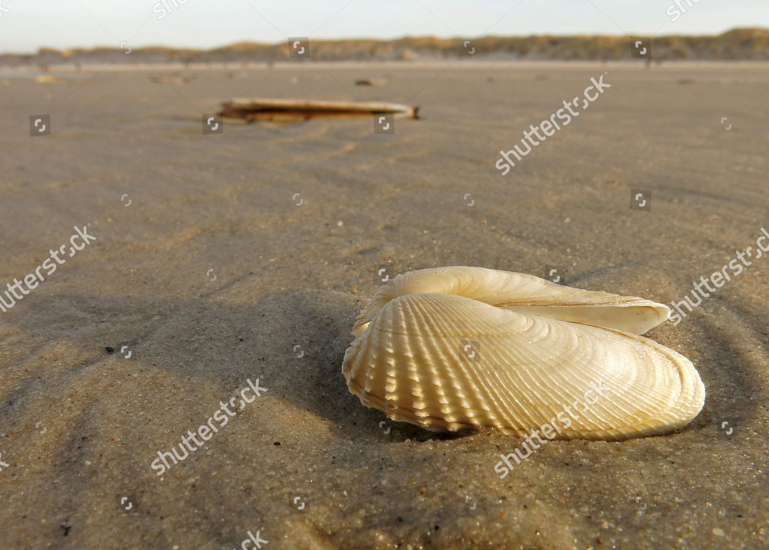False Angel Wing American Piddock Petricola Editorial Stock Photo ...