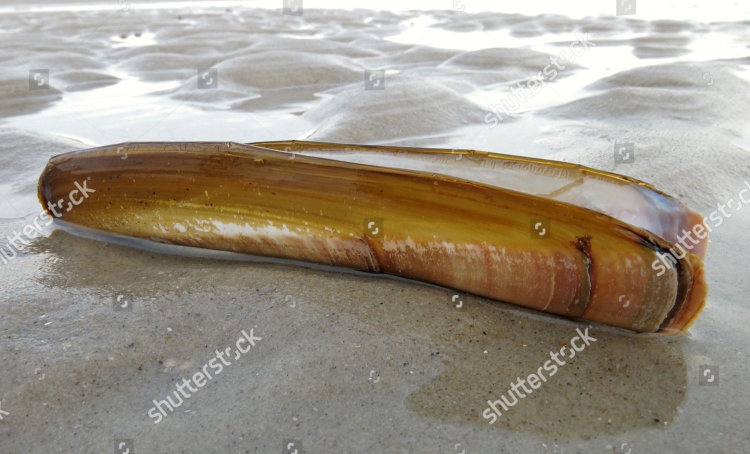 Shell Sword Razor Clam Ensis Ensis Editorial Stock Photo - Stock Image ...