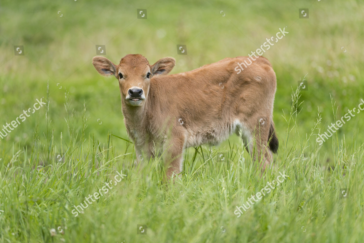 Heck Cattle Backbreed Breeding Back Aurochs Editorial Stock Photo ...