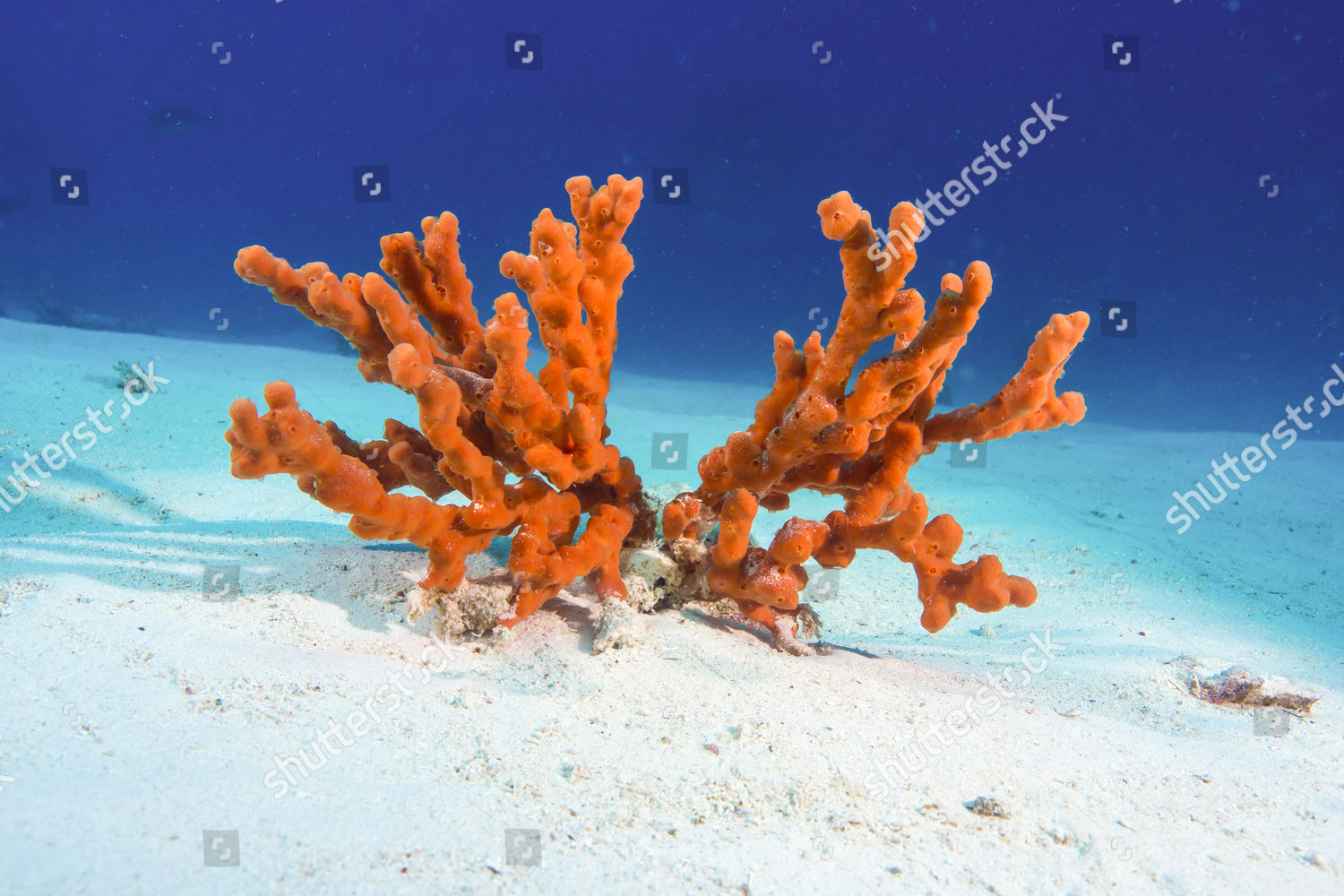 Fire Sponge Latrunculia Magnifica Philippines Editorial Stock Photo ...