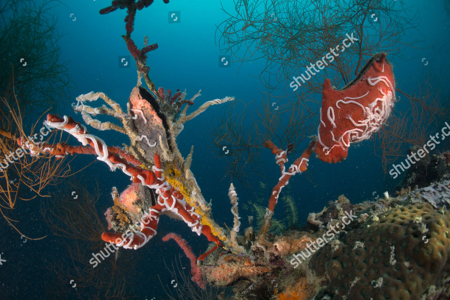 Winged Oysters Pteria Coral Reef Philippines Editorial Stock Photo ...