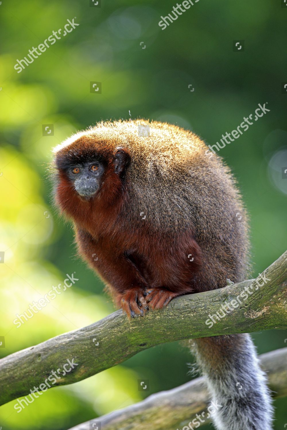 Redbellied Titi Callicebus Moloch Adult On Editorial Stock Photo ...