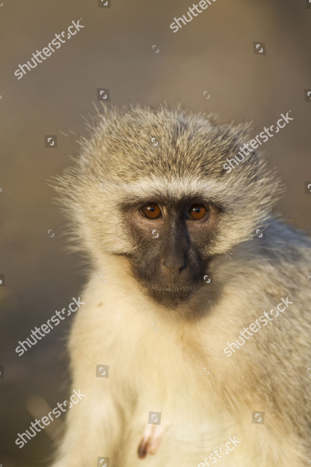 Vervet Monkey Cercopithecus Aethiops Female Kruger Editorial Stock ...
