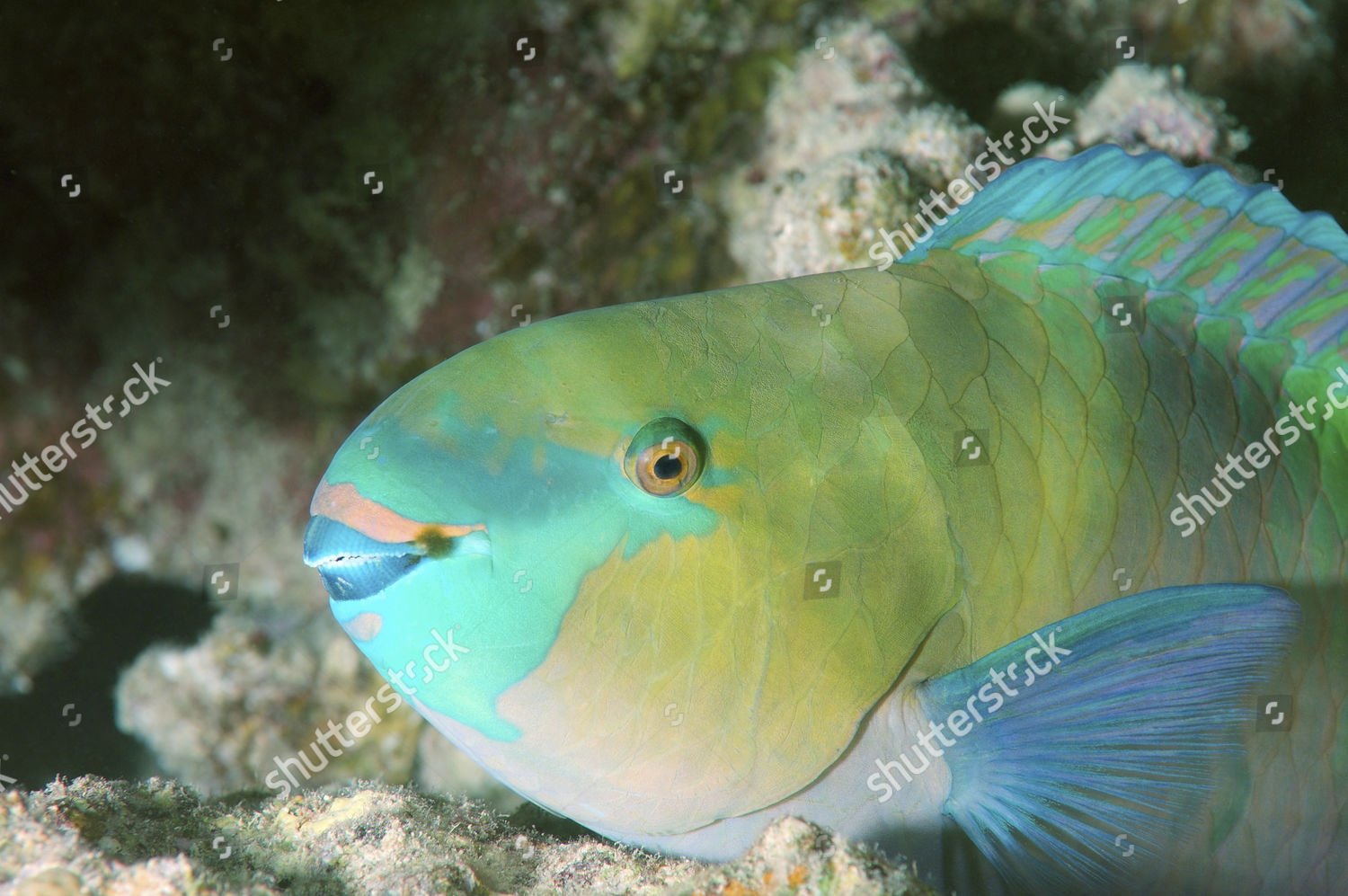 Bleekers Parrotfish Chlorurus Bleekeri Red Sea Editorial Stock Photo ...
