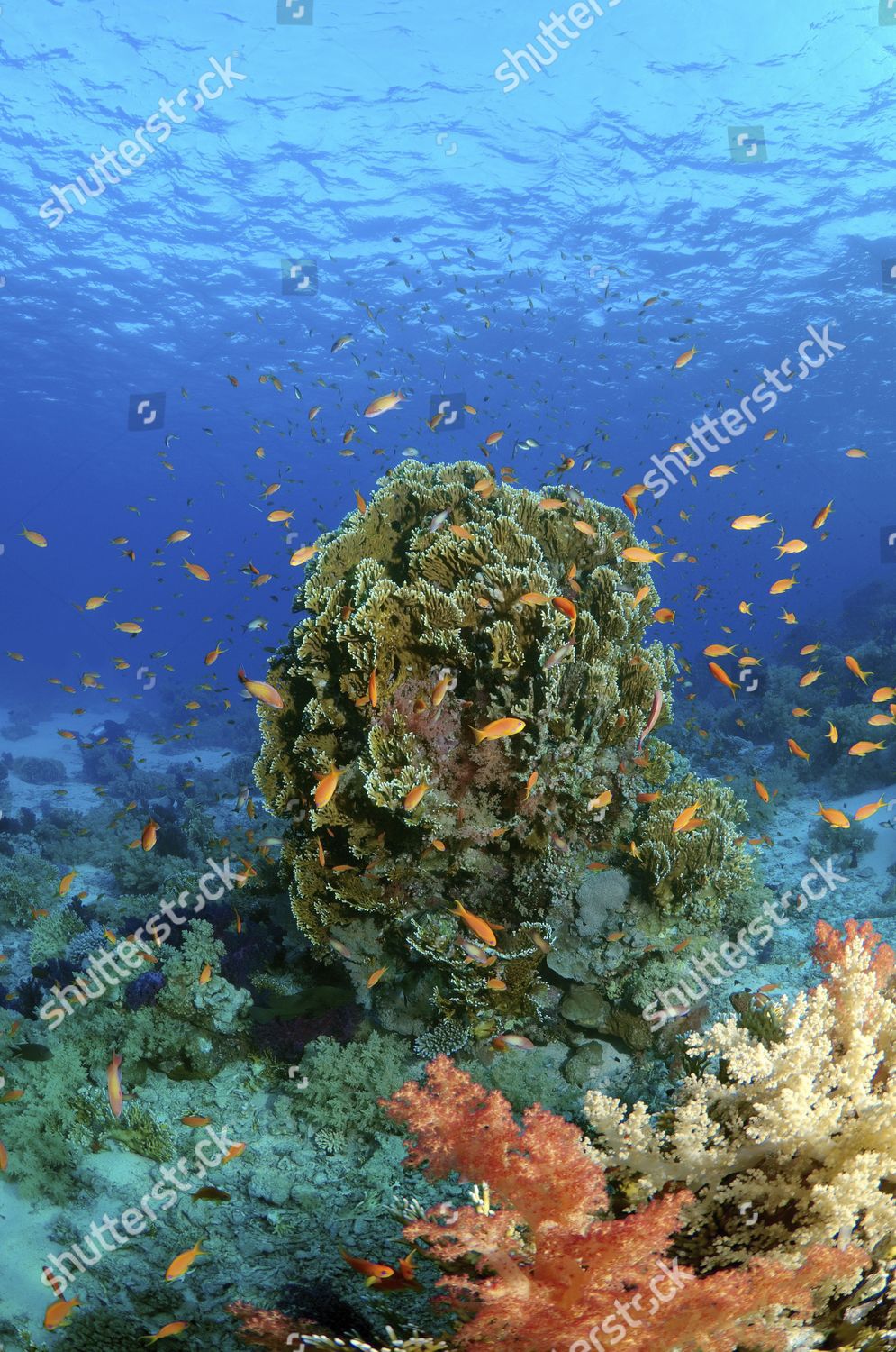 Coral Reef Ras Muhammad National Park Editorial Stock Photo - Stock ...