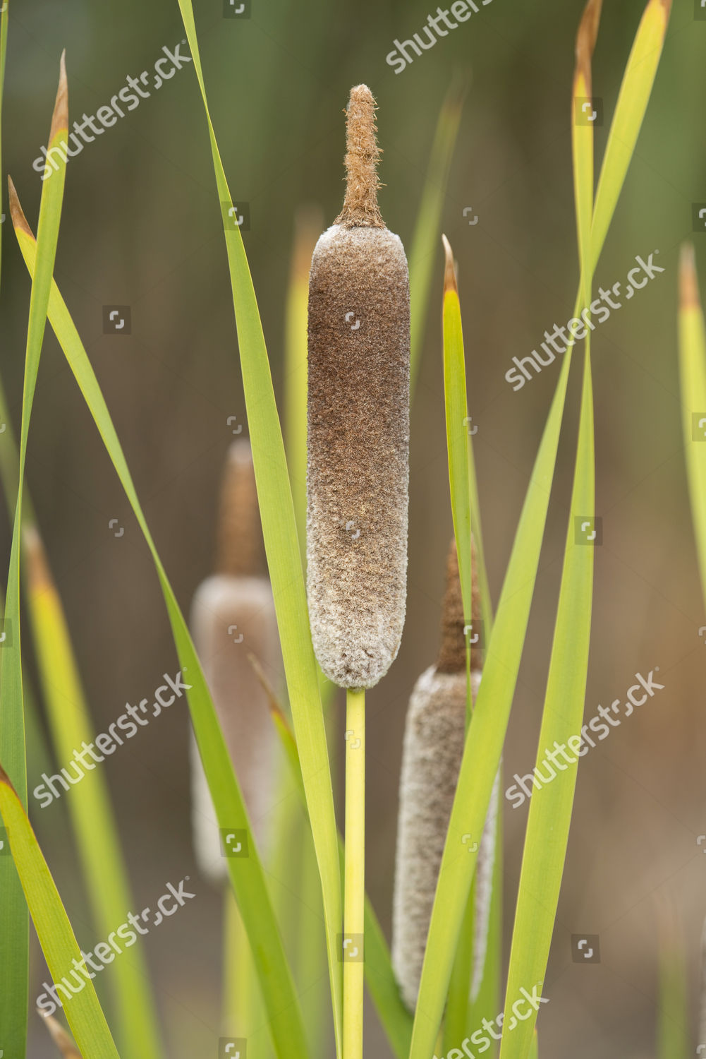Shuttleworths Bulrush Cattail Typha Shuttleworthii Thuringia Editorial ...