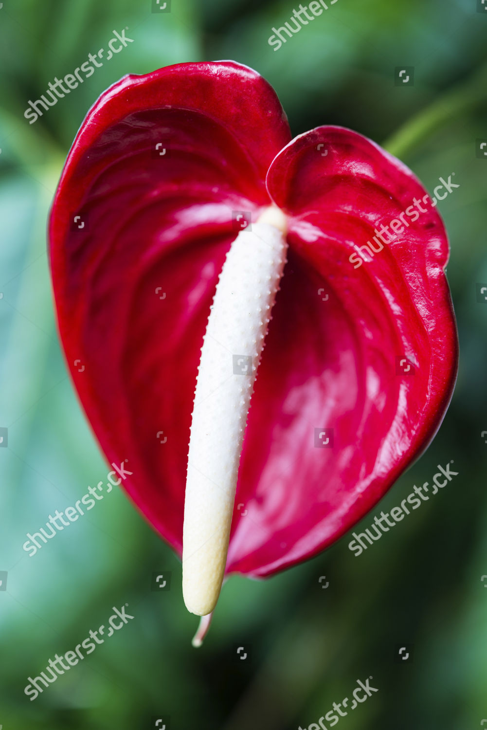 Red Flamingo Flower Anthurium Paradiso Editorial Stock Photo - Stock ...