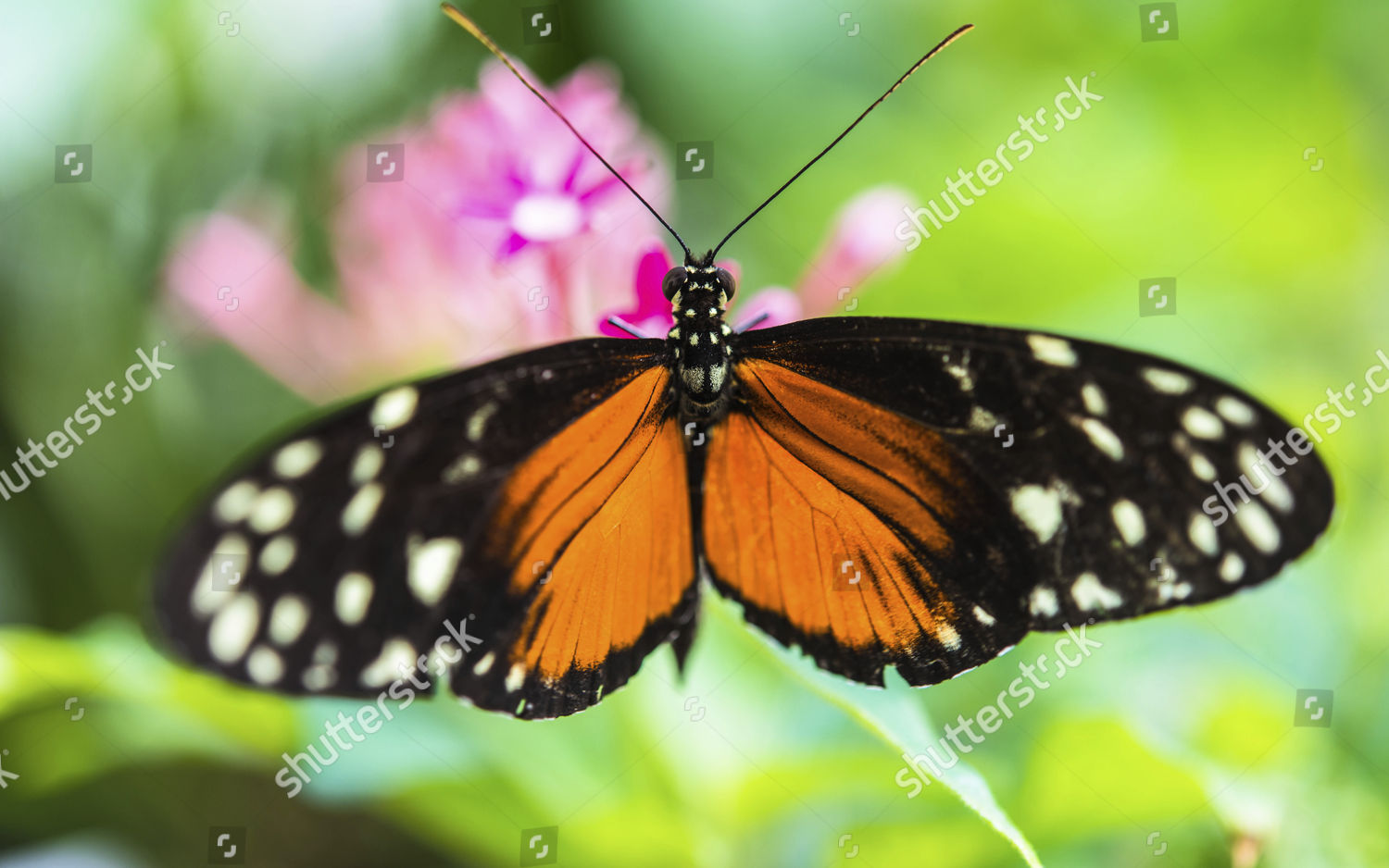 Ismenius Tiger Tiger Heliconian Heliconius Ismenius Editorial Stock ...