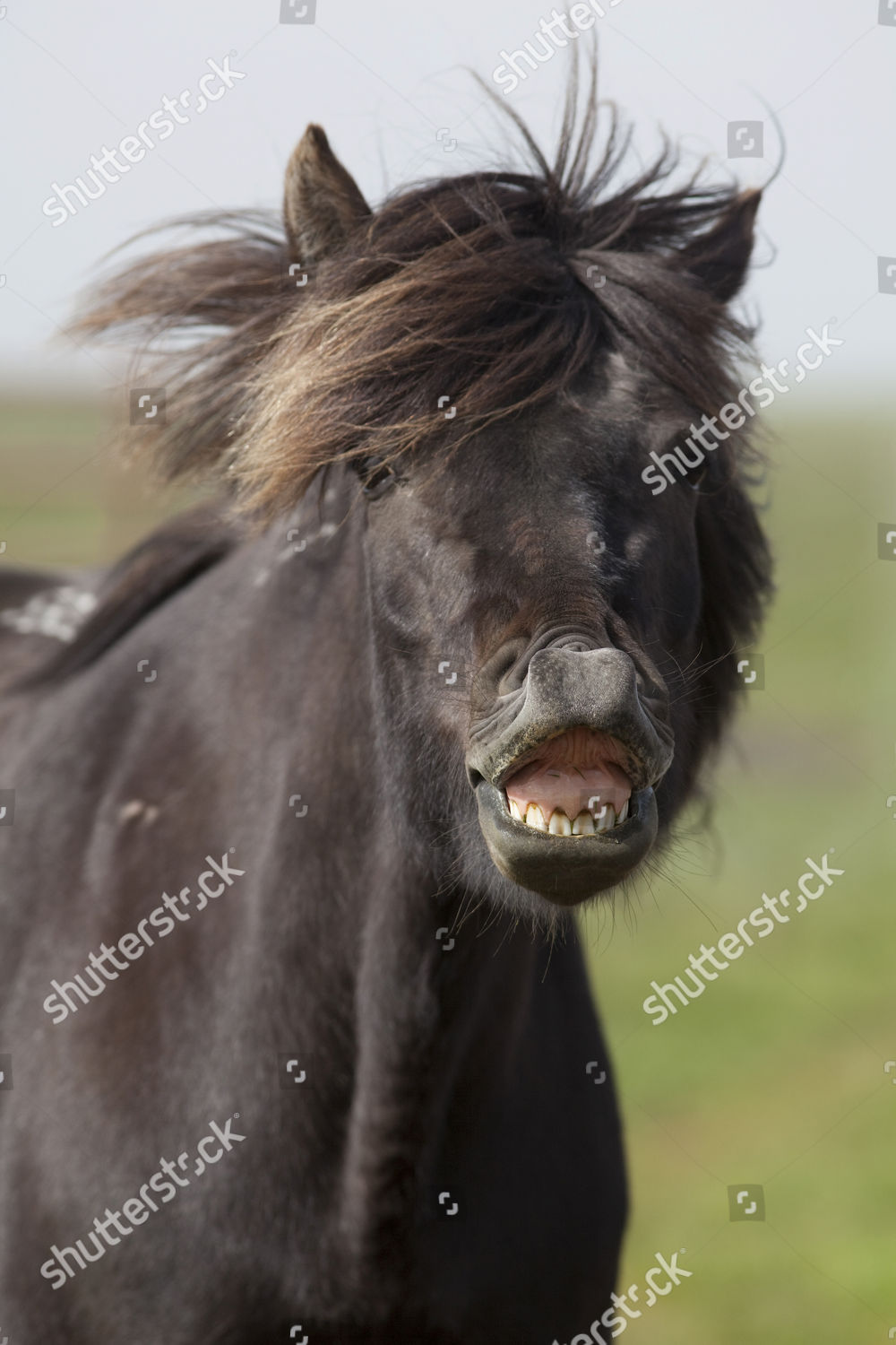 Icelandic Horse Flehming Portrait South Iceland Editorial Stock Photo ...