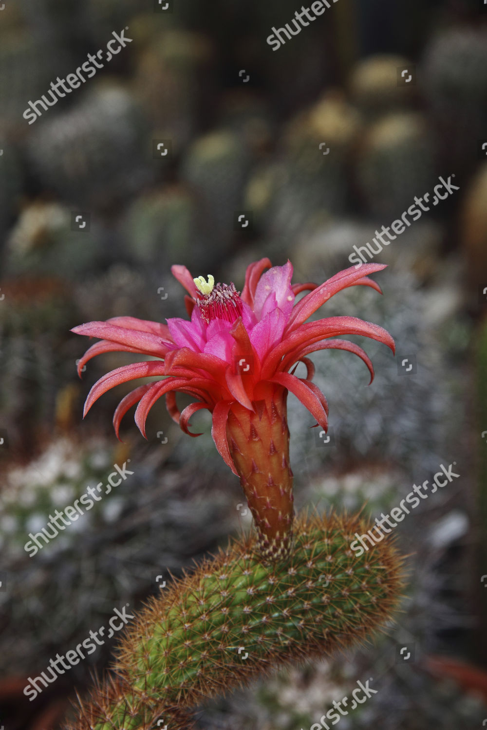 Flowering Cactus Hildewintera Hybrid Hildewintera Aureispina Editorial ...