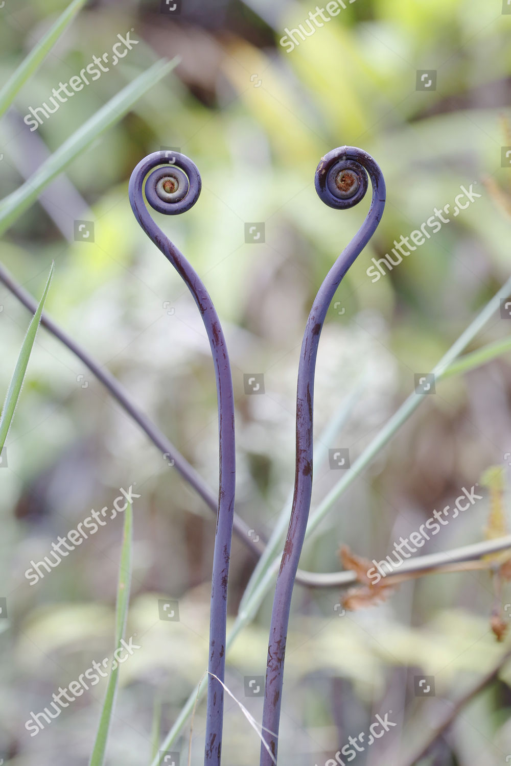 Old World Forked Fern Uluhe Fern Editorial Stock Photo - Stock Image ...