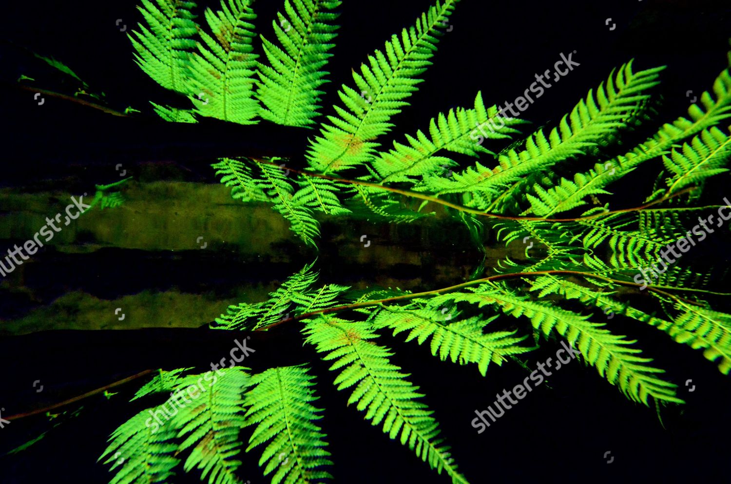 Silver Tree Fern Cyathea Dealbata Reflection Editorial Stock Photo ...