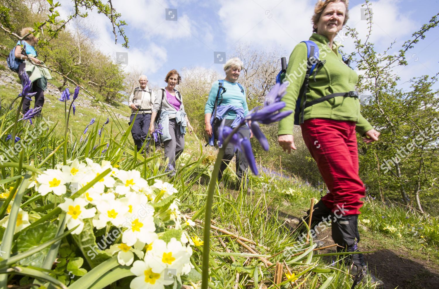 Ramblers Walking Past Primroses Bluebells Growing Editorial Stock Photo ...