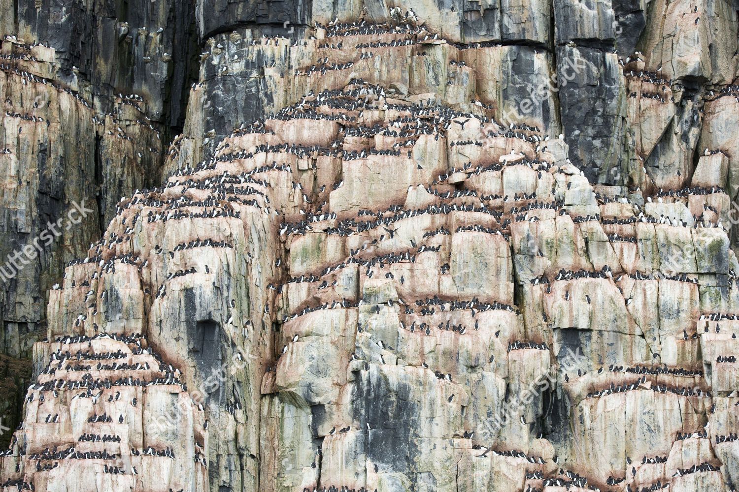 Sea Bird Nesting Cliffs Aalkefjellet 79 Editorial Stock Photo - Stock ...