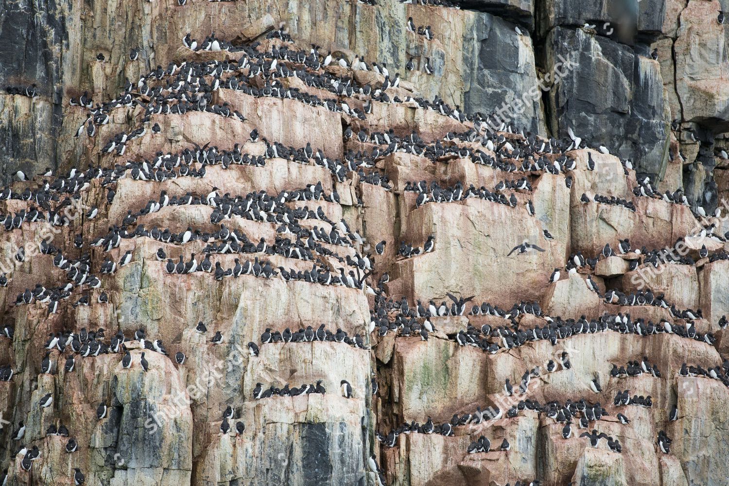 Sea Bird Nesting Cliffs Aalkefjellet 79 Editorial Stock Photo - Stock ...