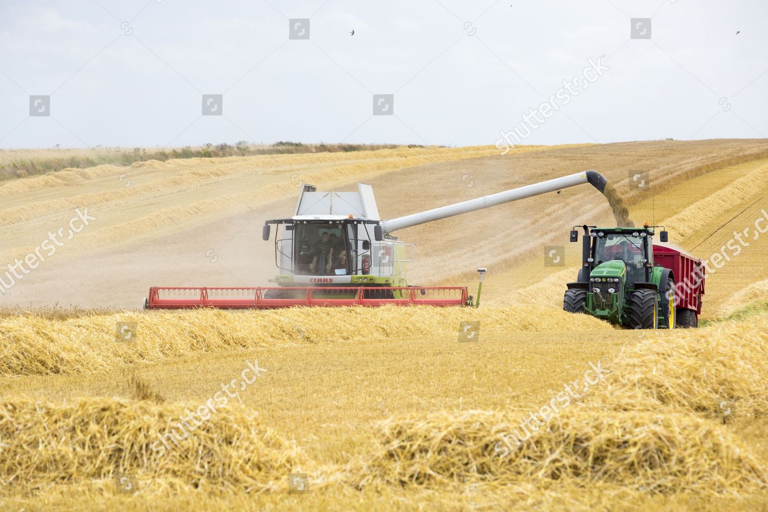 Farmer Harvesting Wheat On Farm Near Editorial Stock Photo - Stock ...