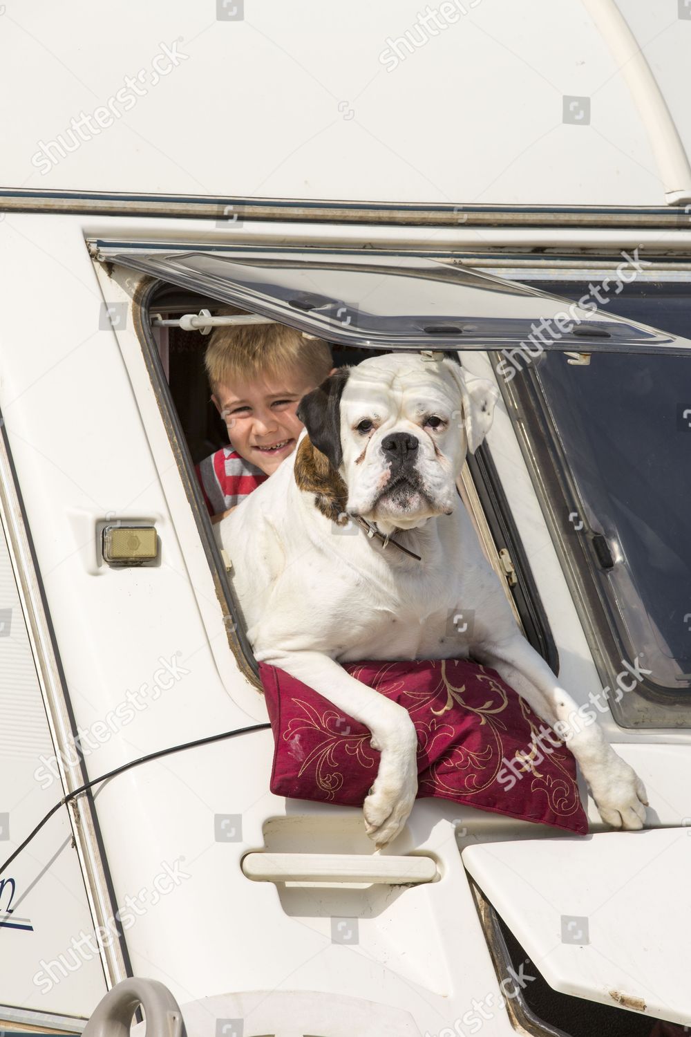 Bulldog Leaning Out Caravan Window Editorial Stock Photo - Stock Image ...
