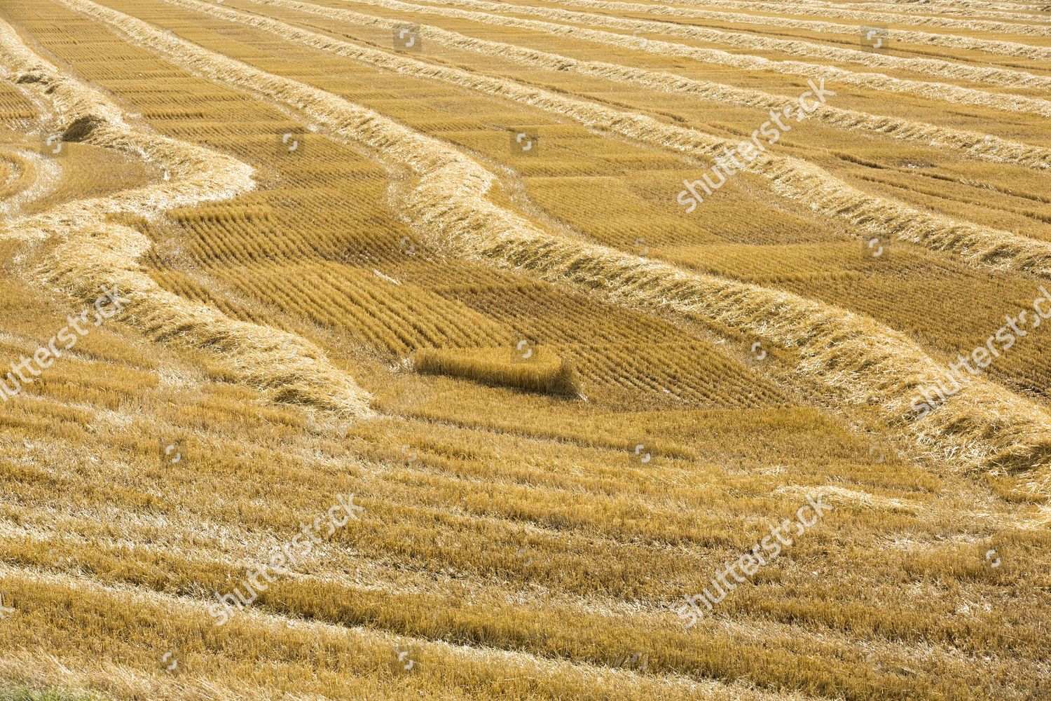 Wheat Stubble Field On Yorkshires East Editorial Stock Photo - Stock ...