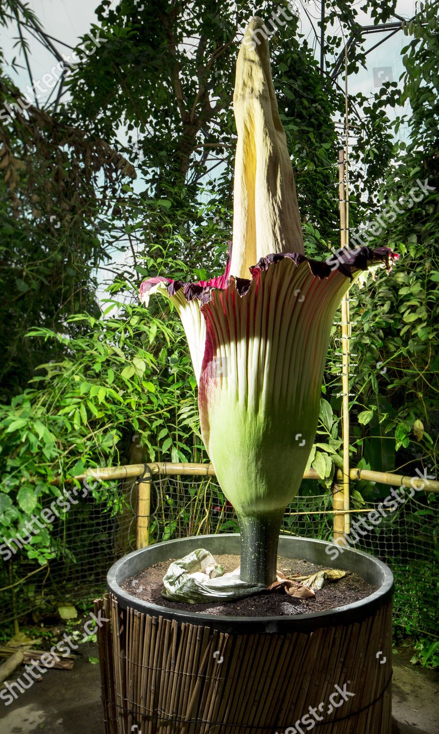 Amorphophallus Titanum Flower That Has Bloomed Editorial Stock Photo ...