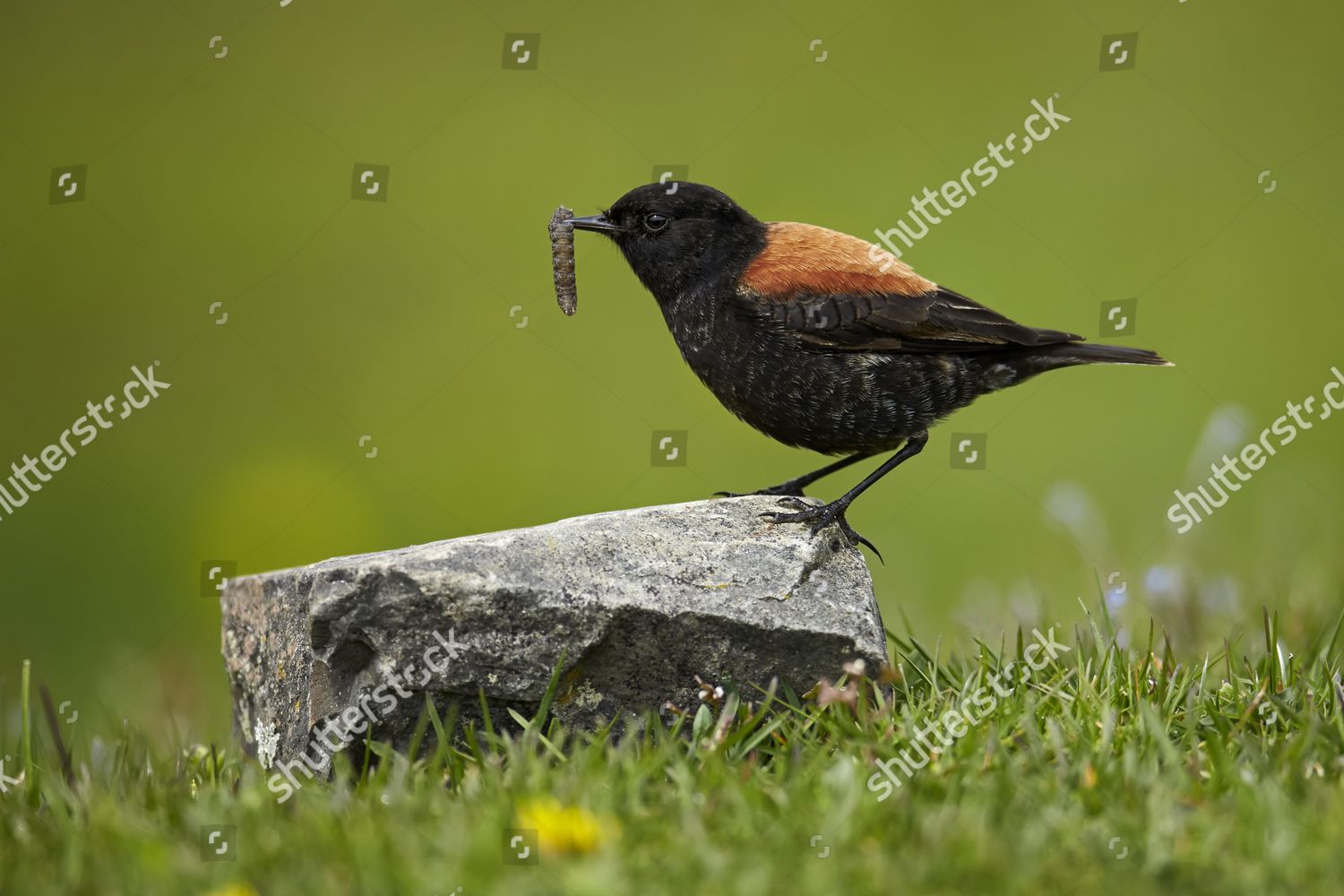 Austral Negrito Lessonia Rufa Adult Male Editorial Stock Photo - Stock ...