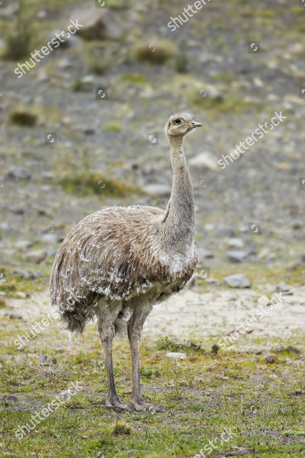 Lesser Rhea Rhea Pennata Adult Male Editorial Stock Photo - Stock Image ...