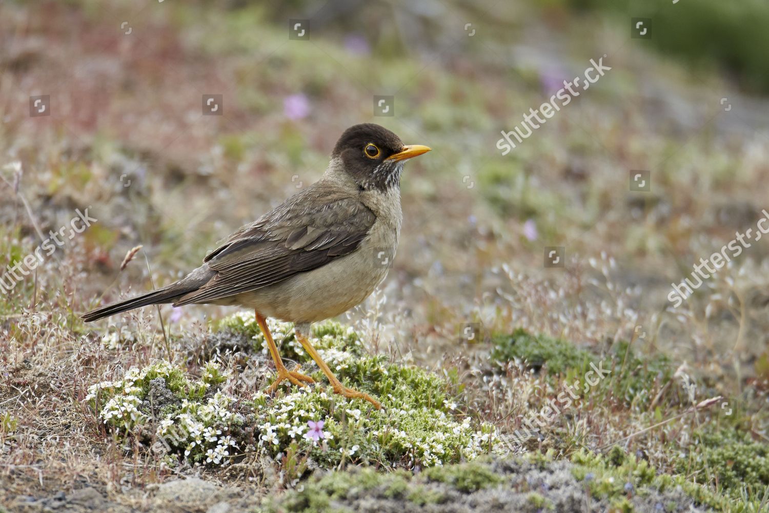 Austral Thrush Turdus Falcklandii Magellanicus Adult Editorial Stock ...