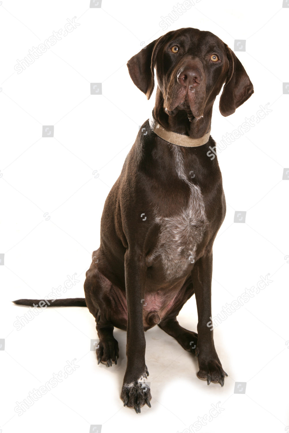 Domestic Dog German Shorthaired Pointer Adult Editorial Stock Photo ...
