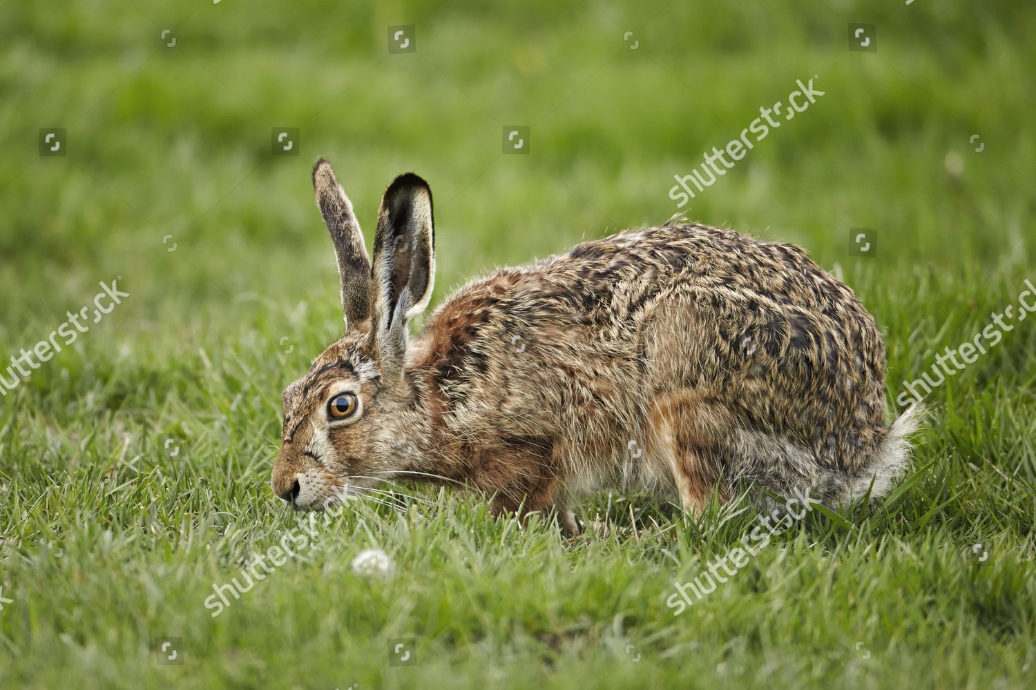 European Hare Lepus Europaeus Introduced Species Editorial Stock Photo ...