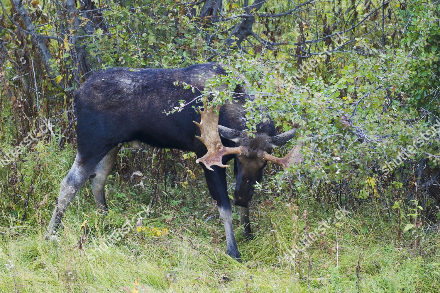 American Moose Alces Alces Shirasi Adult Editorial Stock Photo - Stock ...