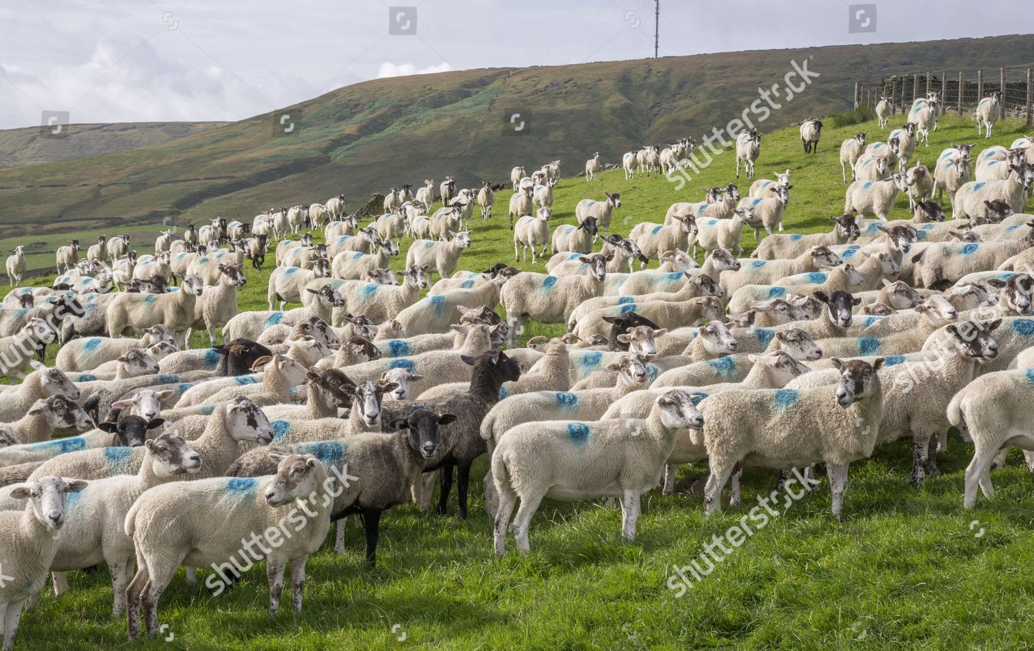 Domestic Sheep Mule Halfbred Ewes Flock Editorial Stock Photo - Stock ...