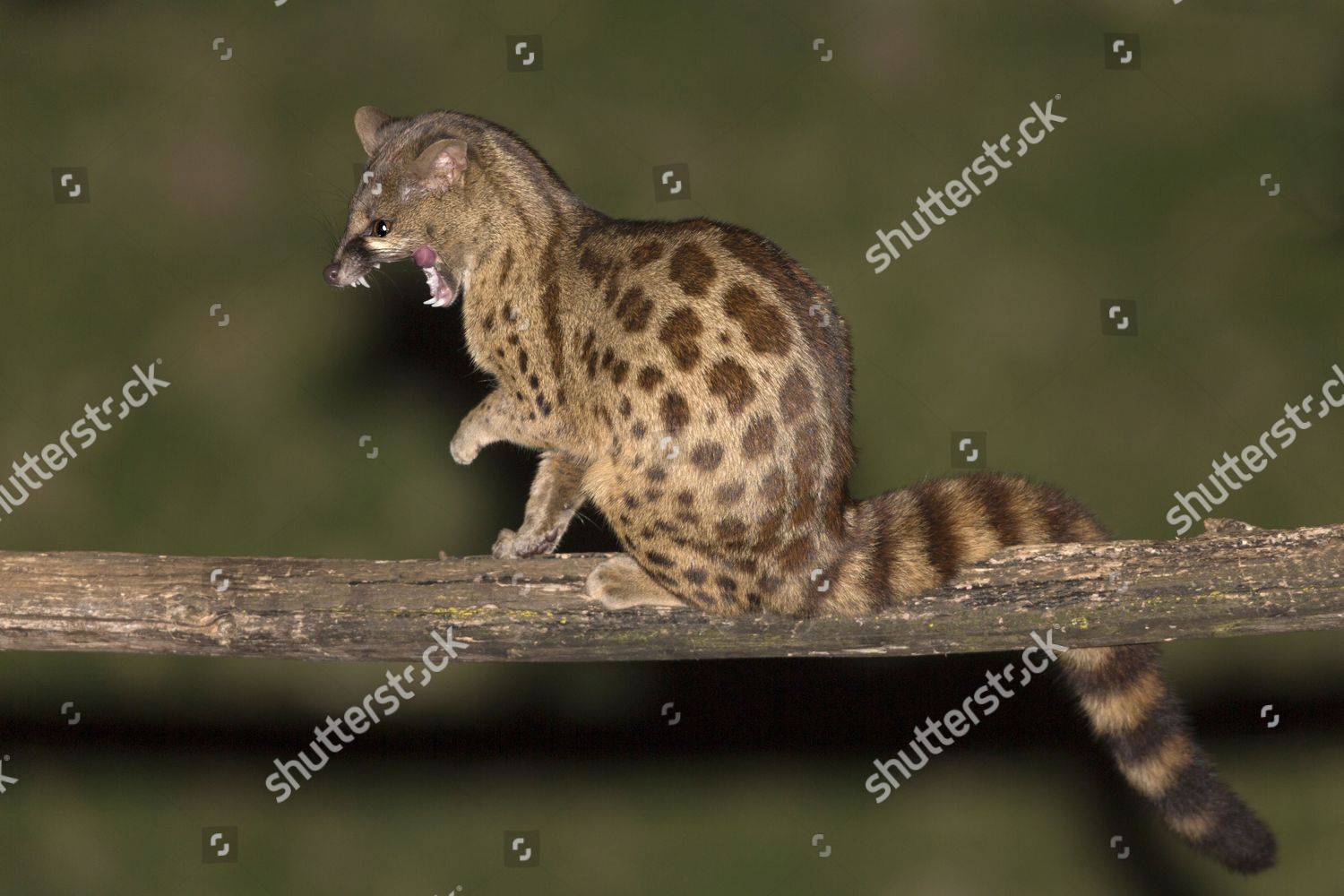 Rustyspotted Genet Genetta Maculata Adult Yawning Editorial Stock Photo ...