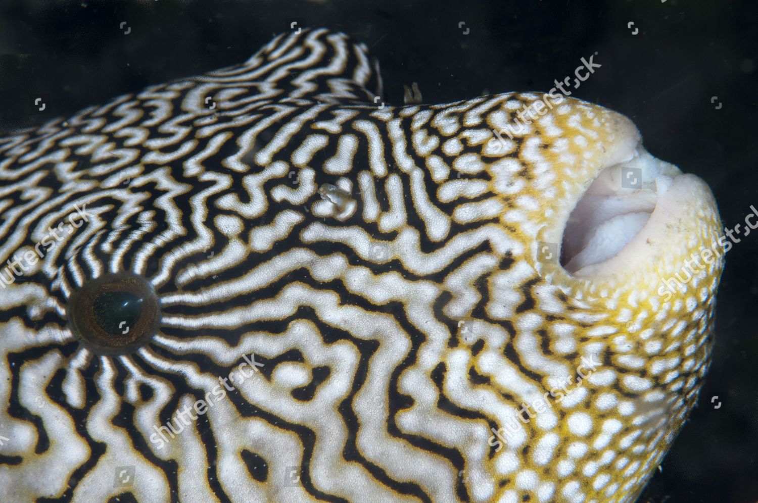 Map Pufferfish Arothron Mappa Adult Closeup Editorial Stock Photo ...