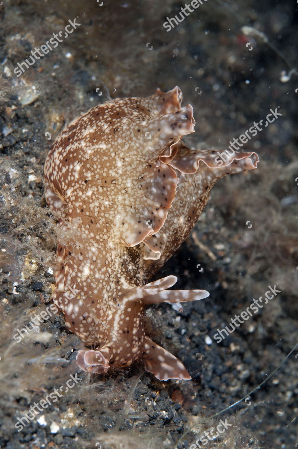 Kurodas Seahare Aplysia Kurodai Adult Crawling Editorial Stock Photo ...
